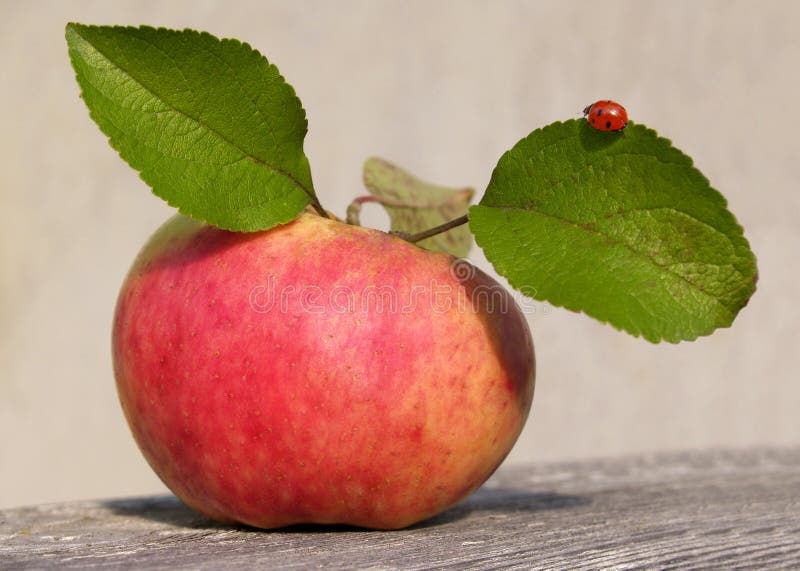 Red bug and red apple stock image. Image of organic, animals - 11693271