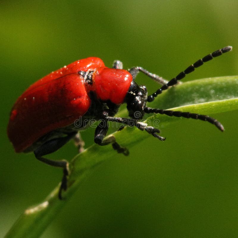 Red bug stock image. Image of grass, nature, insect - 115317229