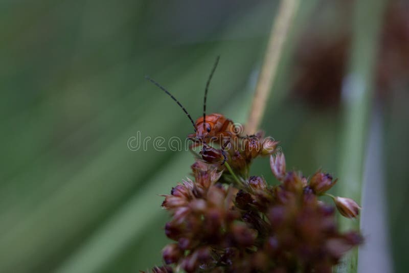Red bug on reed seeds stock photo. Image of blossom - 190526888
