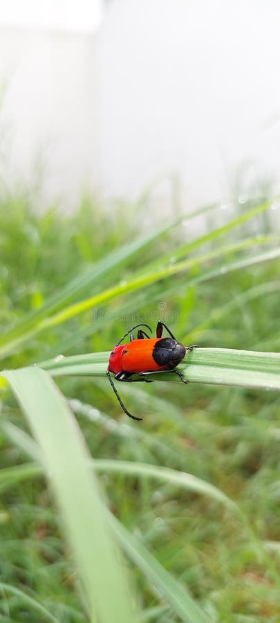 A Red Bug Relaxing on a Blade of Grass Stock Image - Image of animal ...
