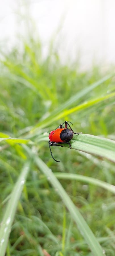 A Red Bug Relaxing on a Blade of Grass Stock Photo - Image of meadow ...