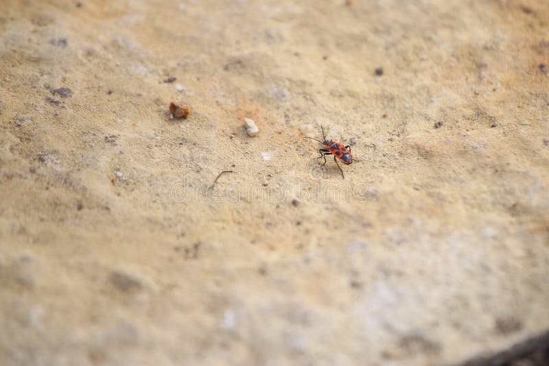 Red bug on a rock stock image. Image of rock, spring - 141490509