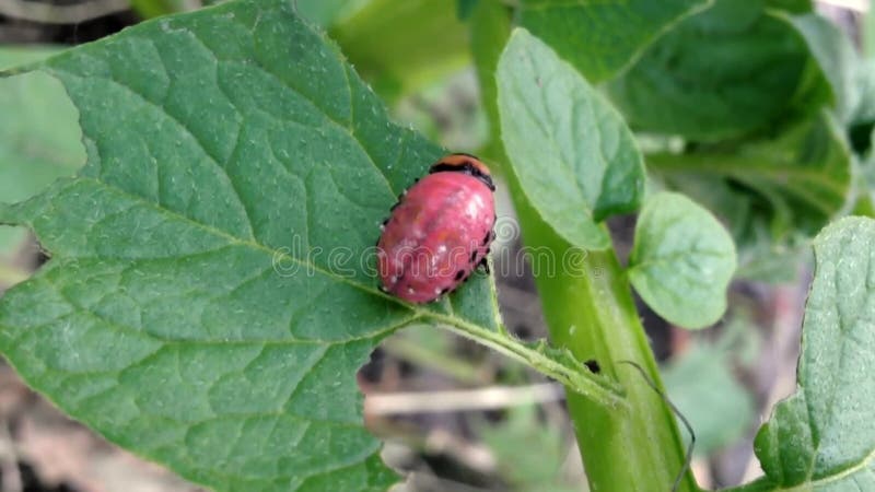 A Red Bug is Sitting on a Leaf Stock Video - Video of pest, wildlife ...