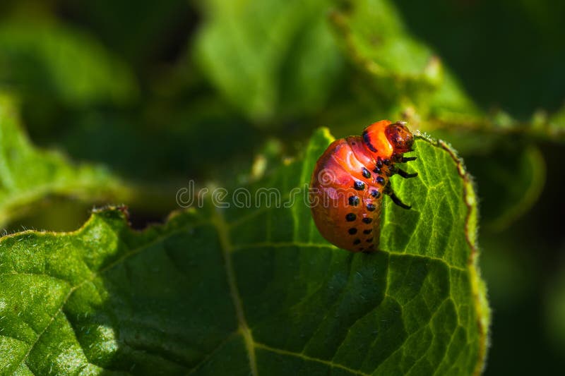 A Red Bug is Sitting on a Leaf. the Bug is Small and Has Black Spots ...