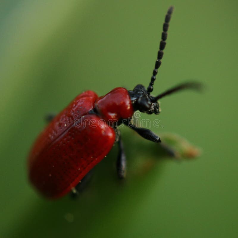 Red bug stock photo. Image of insect, plant, sitting - 115317226
