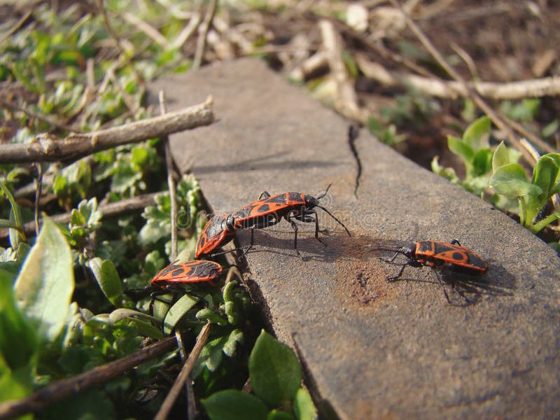 Red Bug Soldier in Macro. Red Insects with Black Dots. Soldiers Mating ...