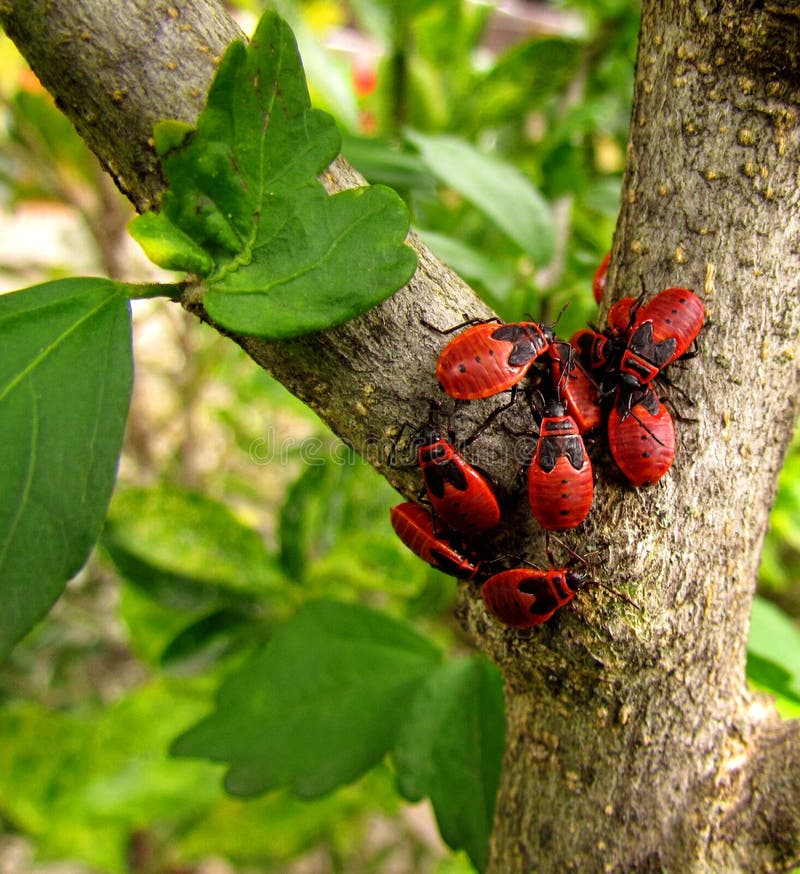 Red bug-soldier stock image. Image of birth, family, round - 62316051