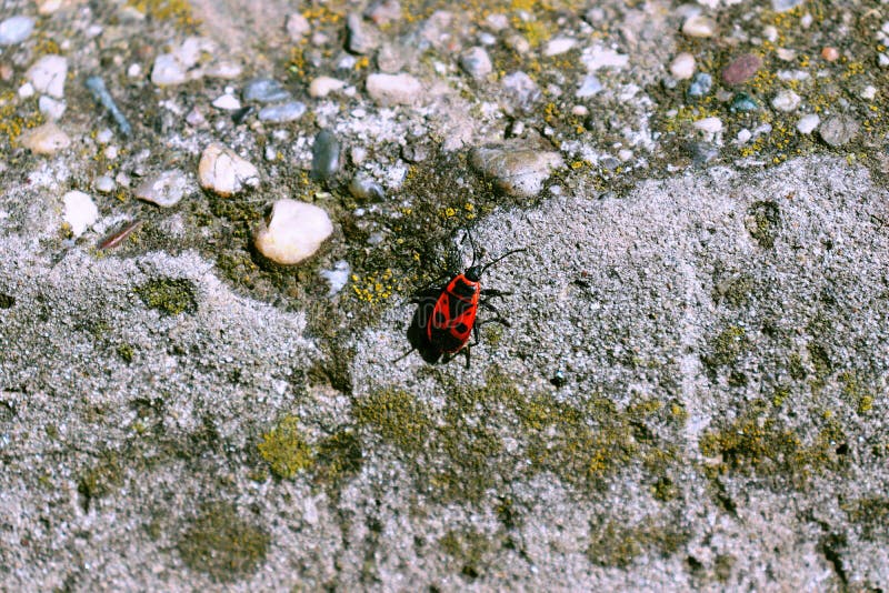 Red bug on stone surface stock image. Image of stone - 178798999