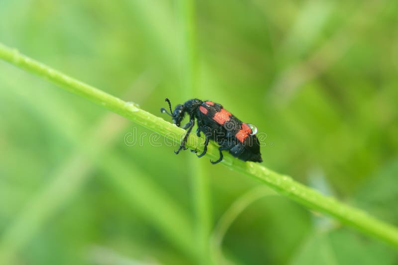 Red Bug or Trichodes Apiarius Stock Image - Image of creative, idea ...