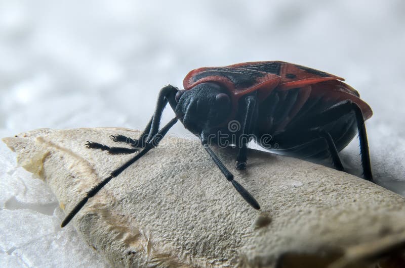Red bug wingless stock photo. Image of crawl, nature - 246487704