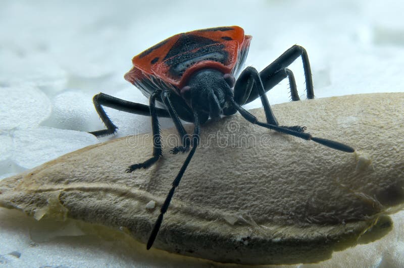 Red bug wingless stock image. Image of hemiptera, natural - 246487705