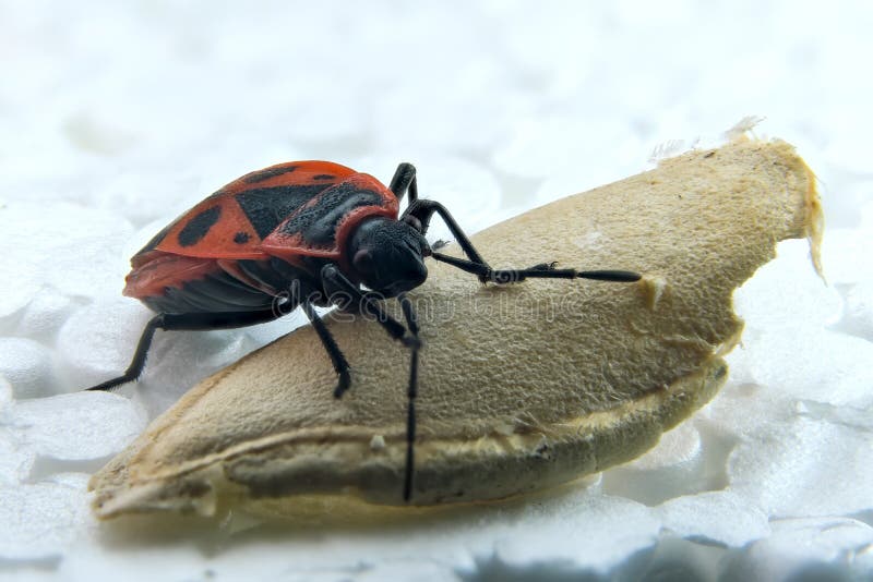 Red bug wingless stock image. Image of gardening, fauna - 246487711