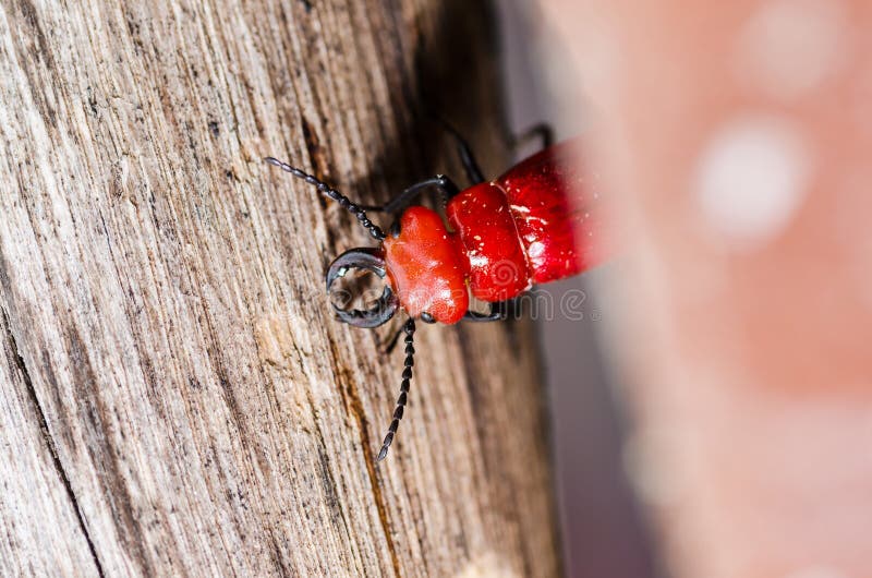Red bug and wood stock image. Image of spring, pest, leaf - 24085989