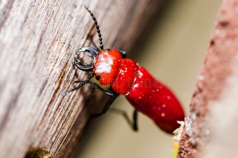 Red bug and wood stock photo. Image of spring, green - 24086018