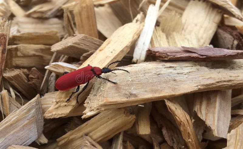Red bug on wooden surface stock image. Image of surface - 71713335