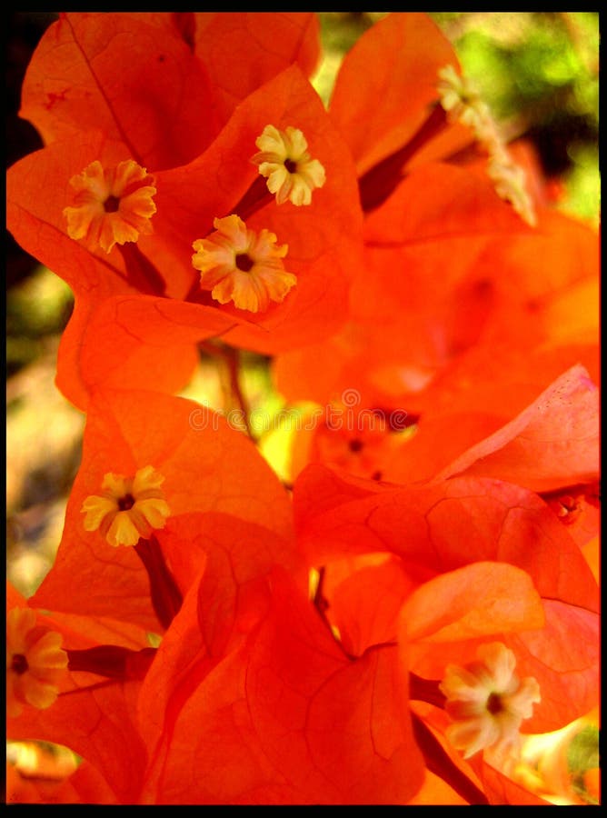 Red Bugambilia Flower Background Wallpaper Stock Image - Image of ...