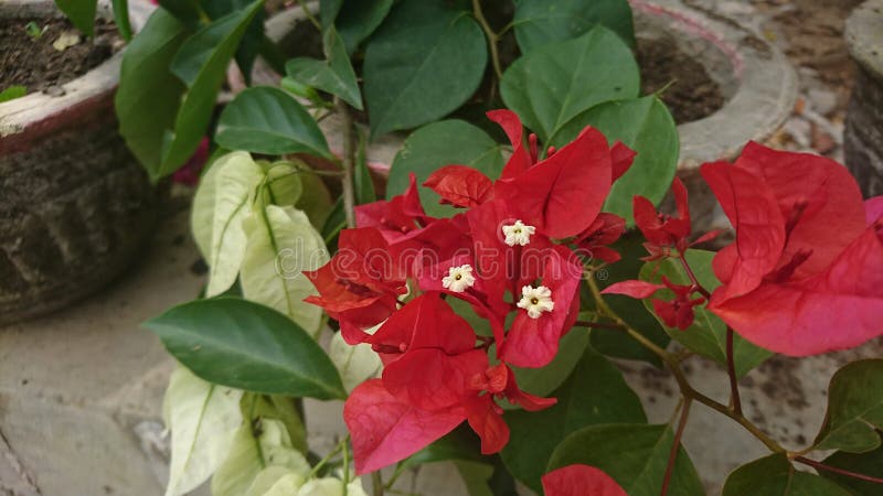Red Bugenvil Flower stock image. Image of tree, wildflower - 240647987