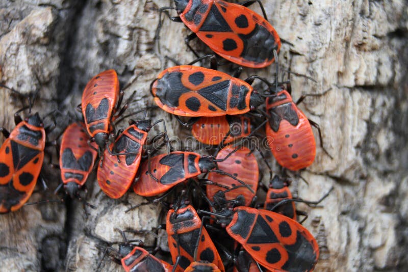 Red bugs stock image. Image of bark, brave, color, group - 7789403