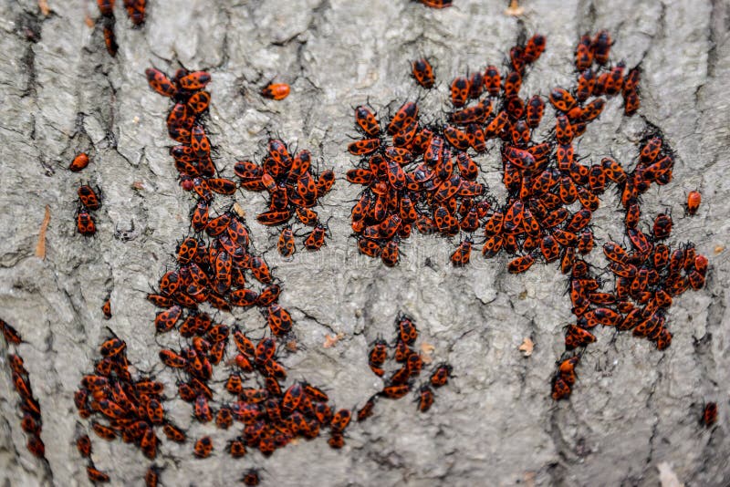 Red Bugs Bask in the Sun on Tree Bark. Autumn Warm-soldiers for Beetles ...