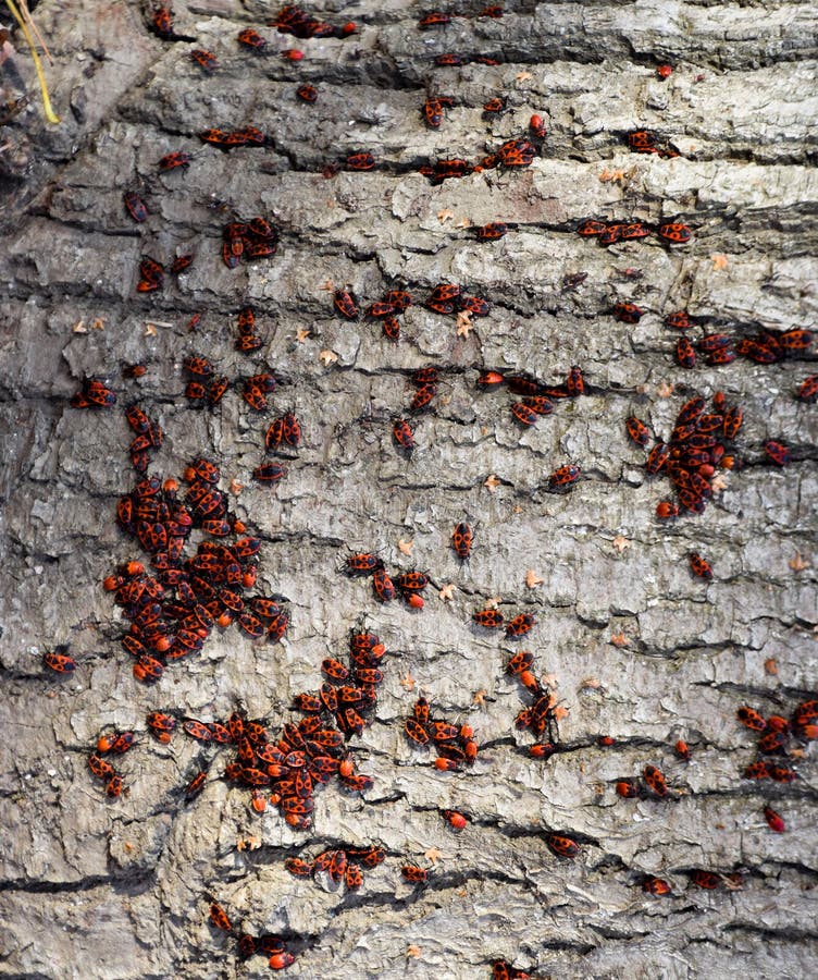 Red Bugs in the Sun on Tree Bark. Autumn Warm-soldiers for Beetles ...