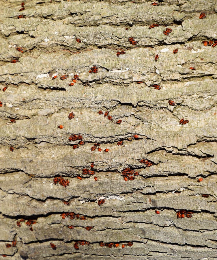 Red Bugs in the Sun on Tree Bark. Autumn Warm-soldiers for Beetles ...