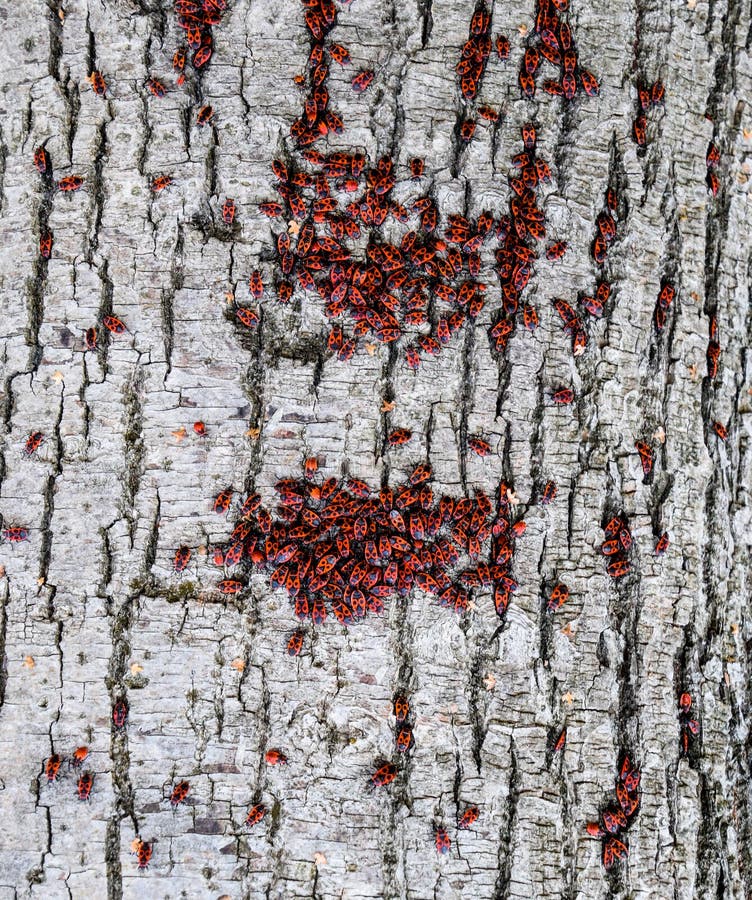 Red Bugs in the Sun on Tree Bark. Autumn Warm-soldiers for Beetles ...