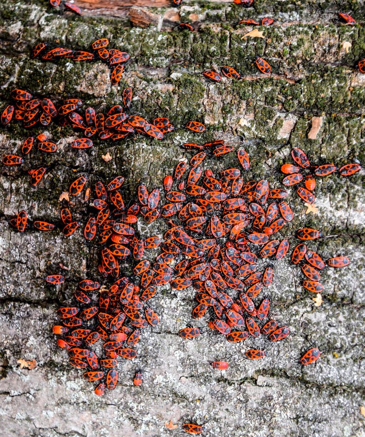 Red Bugs Bask in the Sun on Tree Bark. Autumn Warm-soldiers for Beetles ...