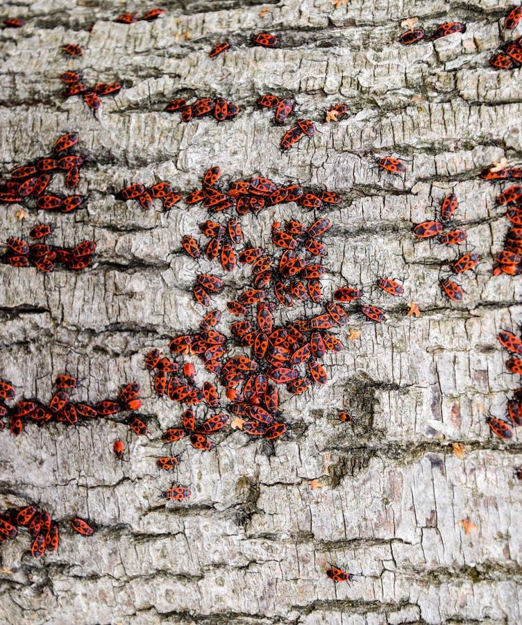 Red Bugs in the Sun on Tree Bark. Autumn Warm-soldiers for Beetles ...