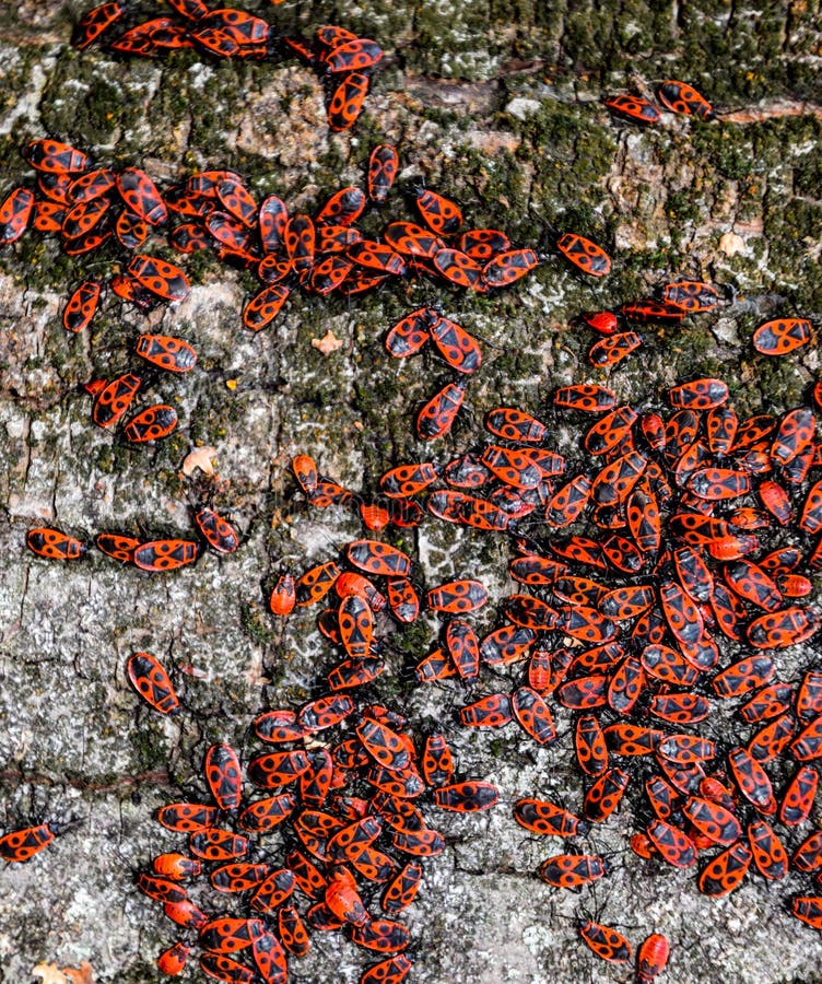 Red Bugs Bask in the Sun on Tree Bark. Autumn Warm-soldiers for Beetles ...
