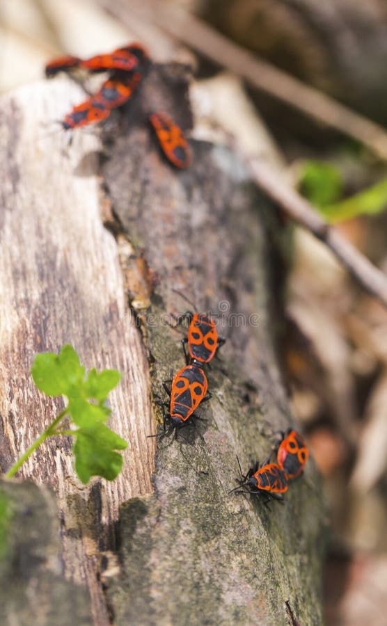 Red Bugs with Black Spots on a Trunk in Sunny Forest Stock Photo ...