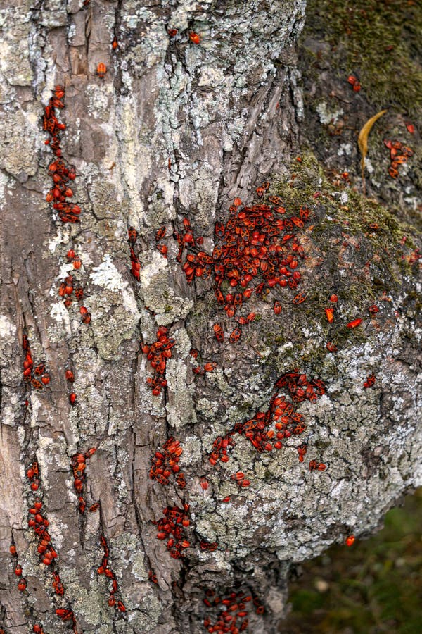 Red Bugs Crawl on the Bark of a Tree. Stock Photo - Image of wood ...