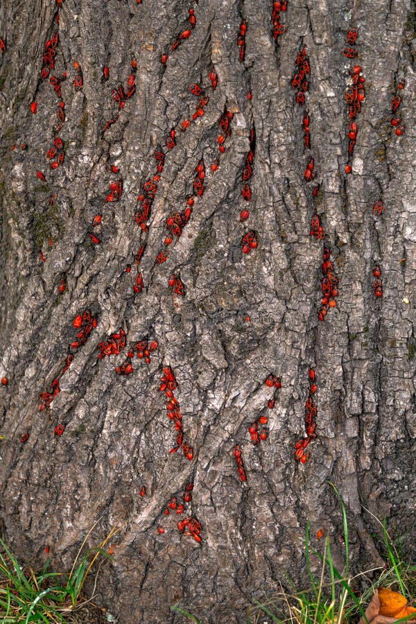 Red Bugs Crawl on the Bark of a Tree. Stock Image - Image of shell ...