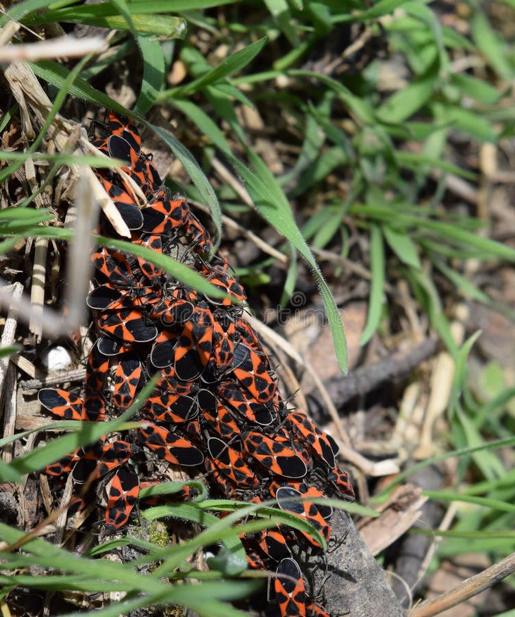 Red bugs in the grass. stock photo. Image of creatures - 68859680