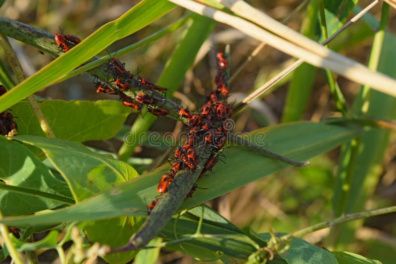 Red bugs in the grass. stock photo. Image of creatures - 68859680