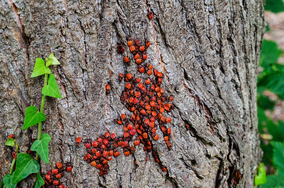 Red bugs on a tree stock photo. Image of arthropod, beetle - 159379730