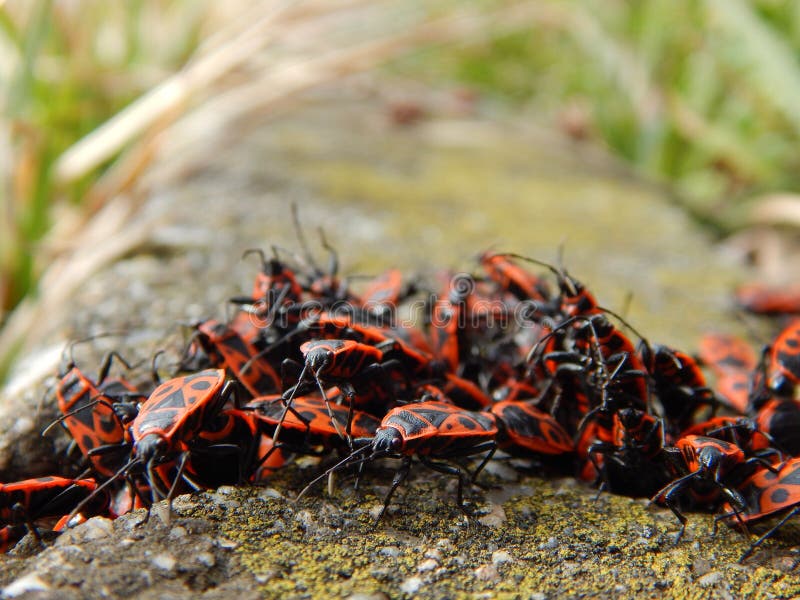 Red bugs group mating stock image. Image of close, nature - 141788983