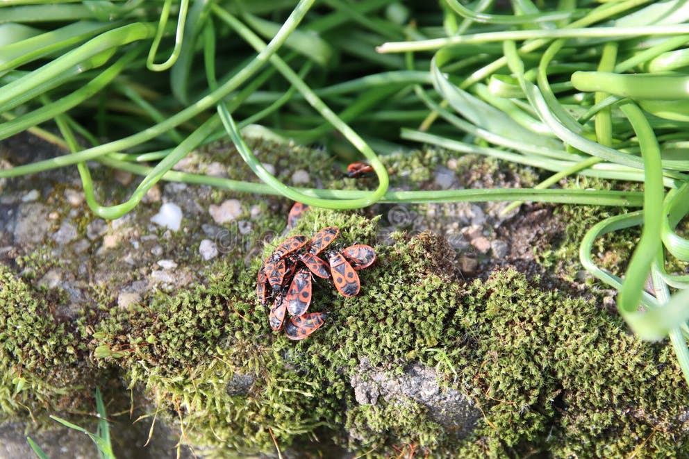 Red Bugs in a Group on Mossy Stone Stock Photo - Image of colourful ...