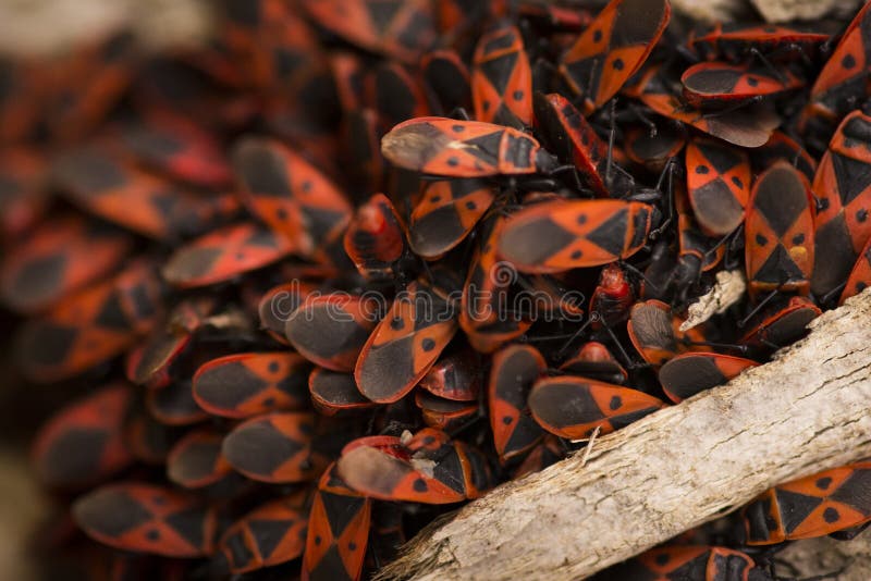 Red bugs stock photo. Image of wood, animals, group, shot - 53902144