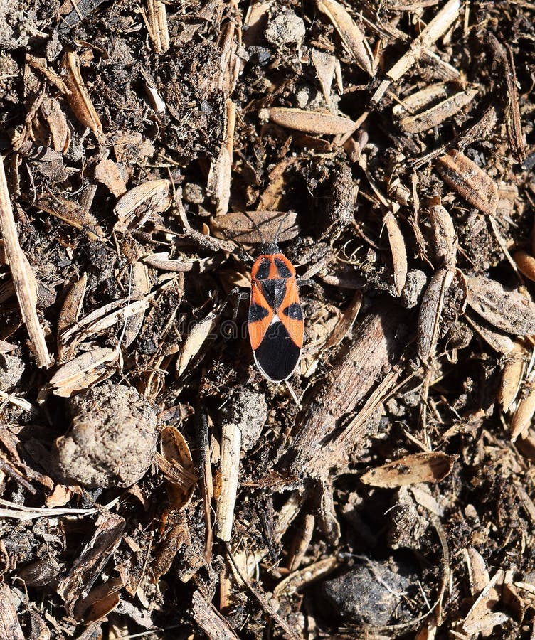 The red bugs stock photo. Image of closeup, heteroptera - 156415598