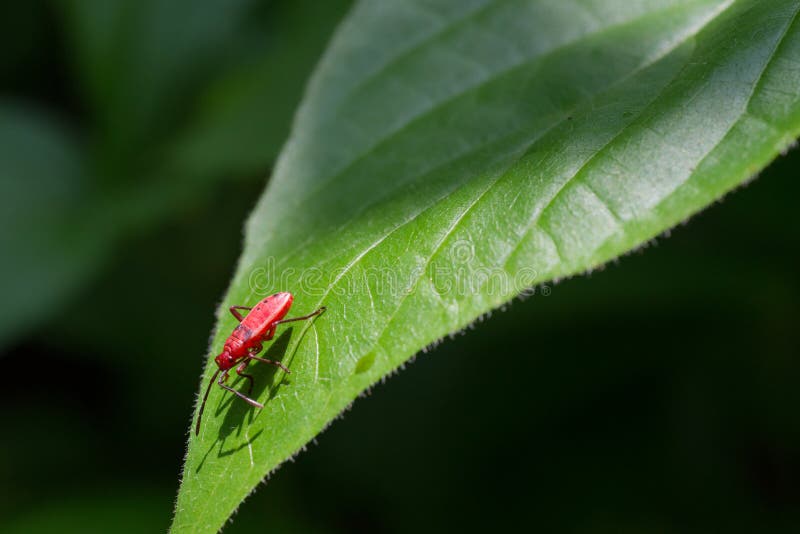 Red bugs on leaf stock image. Image of garden, forest - 178886577