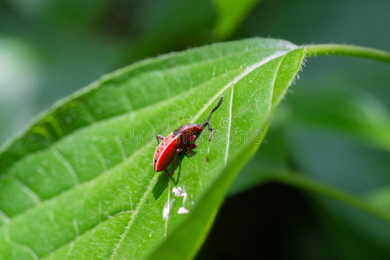 Red bugs death on leaf stock image. Image of closeup - 178885773