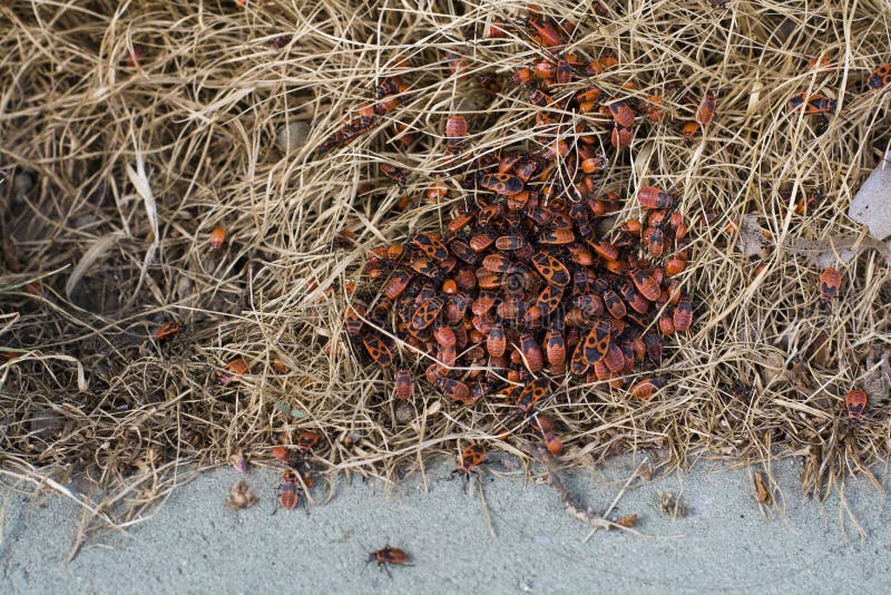 Red bugs stock image. Image of closeup, group, strong - 31339779