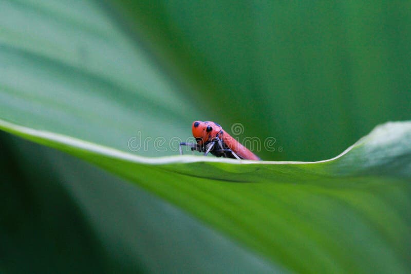 Red Bugs Peeking Stock Photos - Free & Royalty-Free Stock Photos from ...