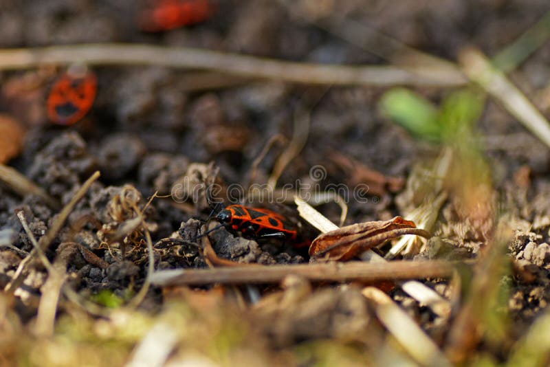 Red Bugs in the Garden in Spring Stock Photo - Image of march, germany ...