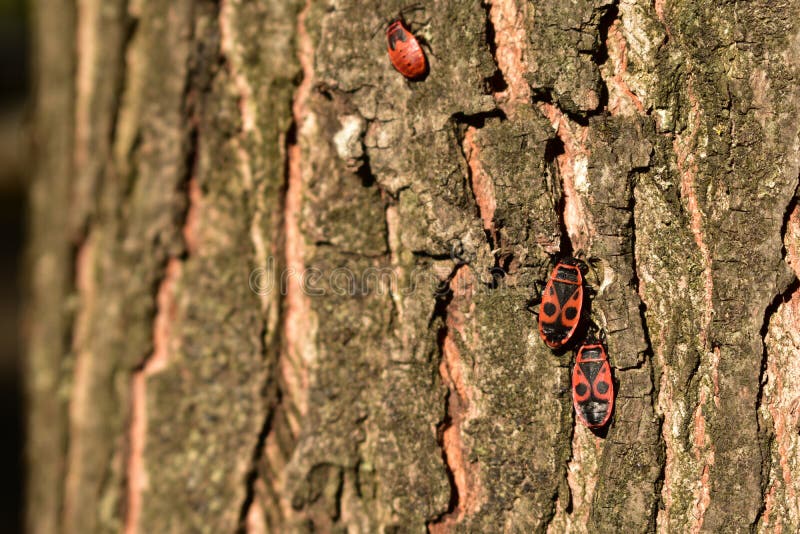 Red bugs stock photo. Image of tree, forest, wood, bugs - 106407214