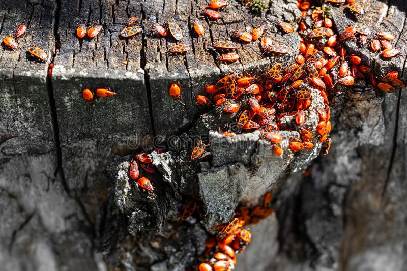Red Bugs Sit on the Bark of a Tree, Photographed with a Shallow Depth ...