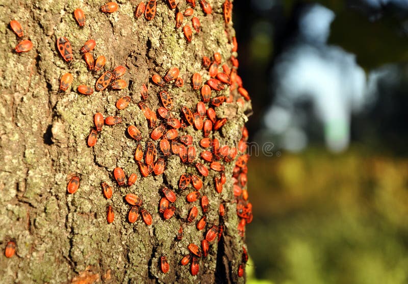 Red bugs on a tree stock photo. Image of arthropod, beetle - 159379730