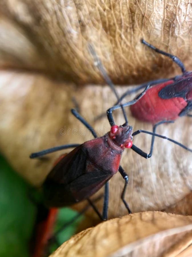 Red Bugs on the Tree / Bugs on the Soapberry Stock Image - Image of ...