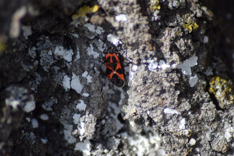 Red bugs stock photo. Image of background, colorful, fire - 57242322