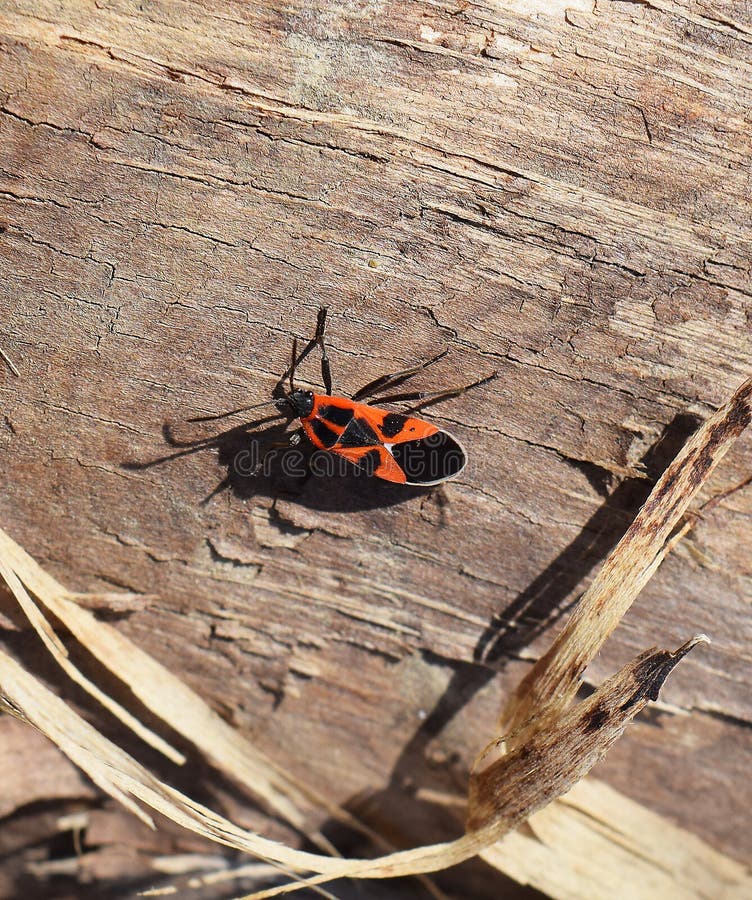 The red bugs stock photo. Image of heteroptera, black - 156415702